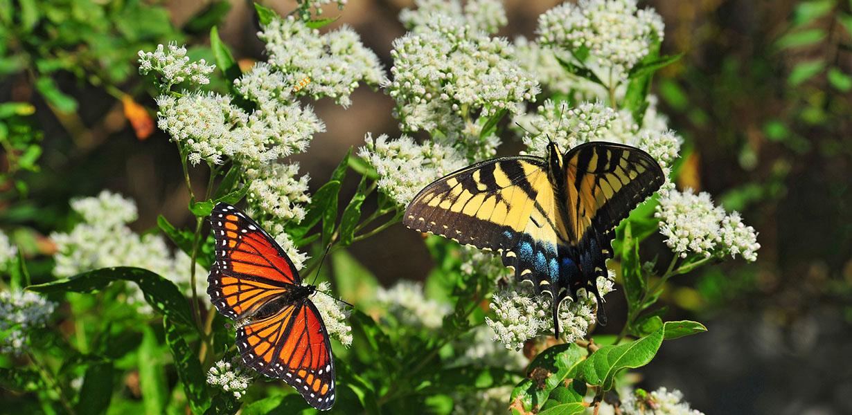 Milkweed and the Monarch Butterfly - Brown Barn Farm